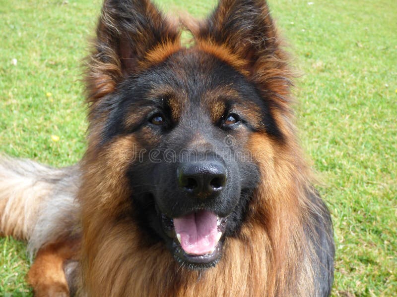 My german shepherd s face stock photo. Image of face - 242341006
