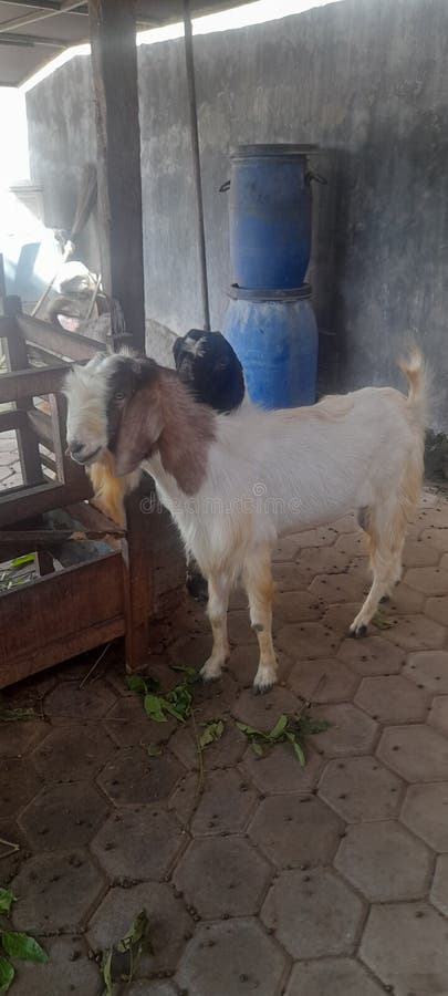 My goat pet stock image. Image of kitten, tree, snow - 262239071