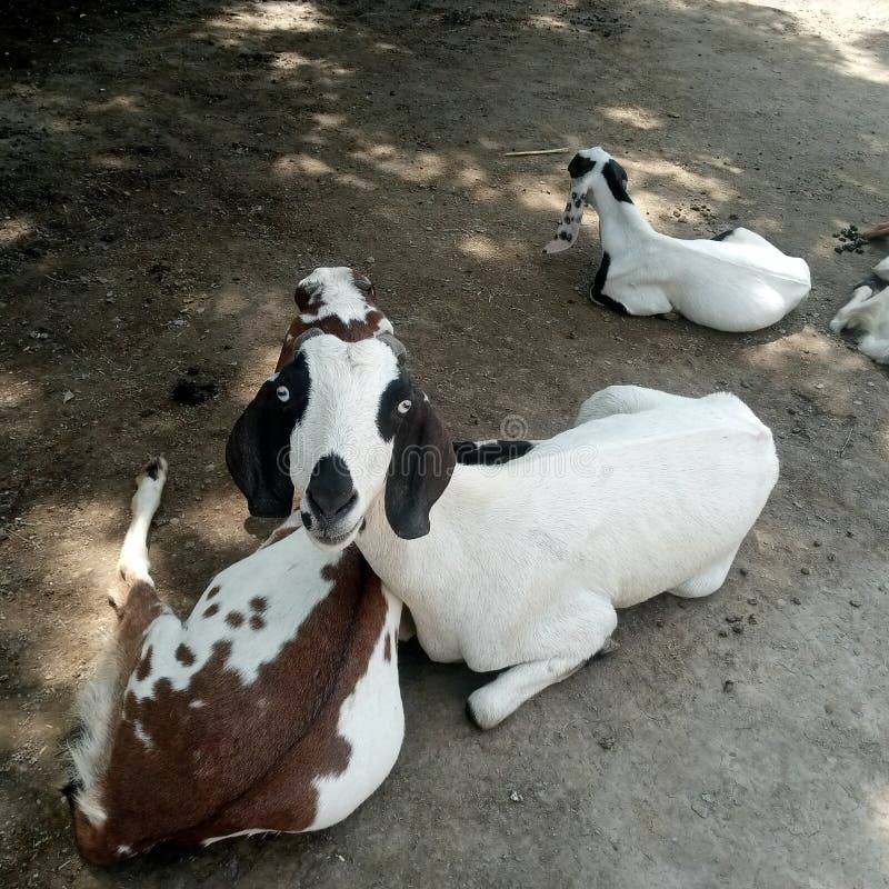 My Goat Photo Today Very Happy Stock Photo - Image of today, happy ...