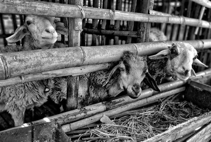 My goat is waiting stock image. Image of goat, iron - 205342343