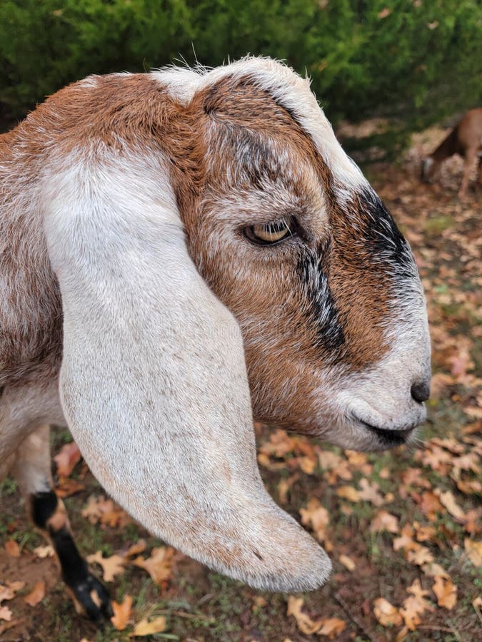 My goats all pose stock photo. Image of adorable, animals - 261819752