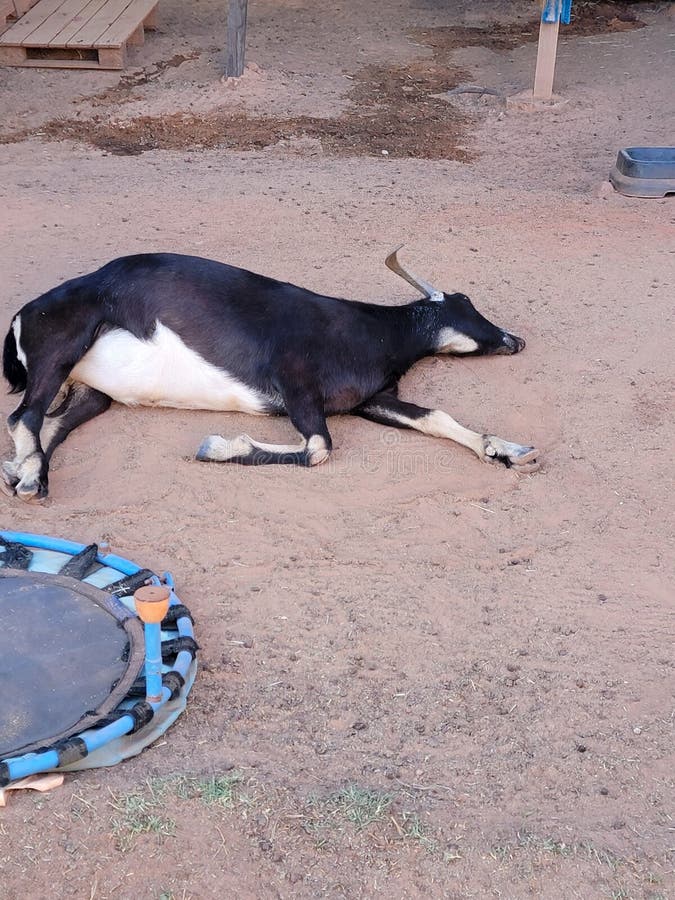 My goats all pose stock photo. Image of adorable, pose - 261819770