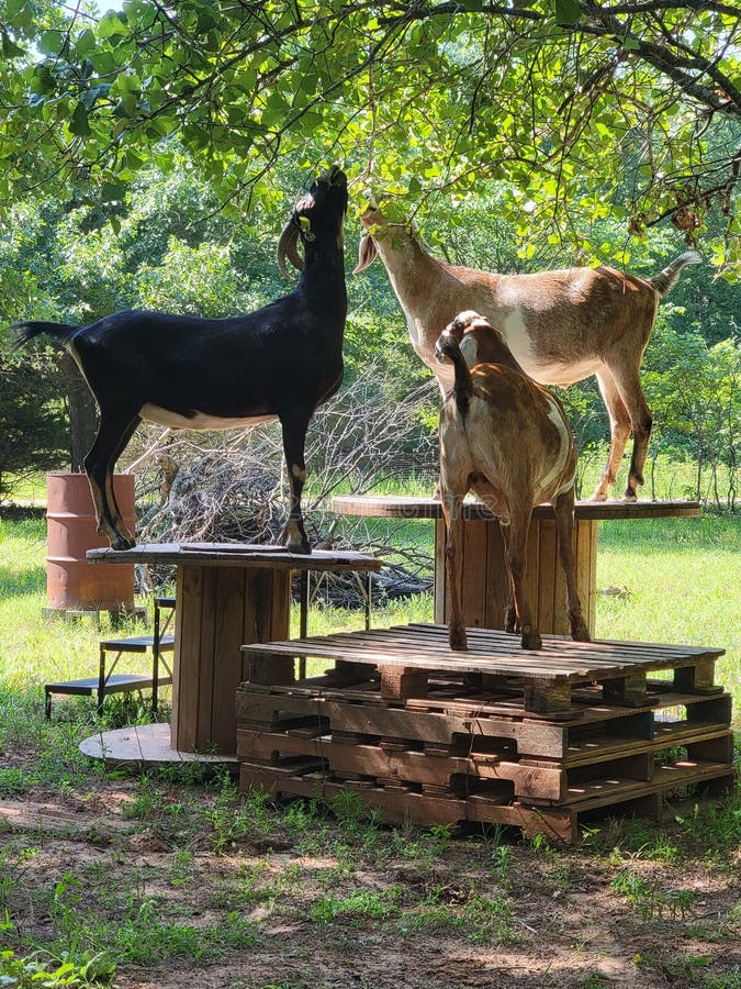 My goats all pose stock image. Image of adorable, outside - 261819831