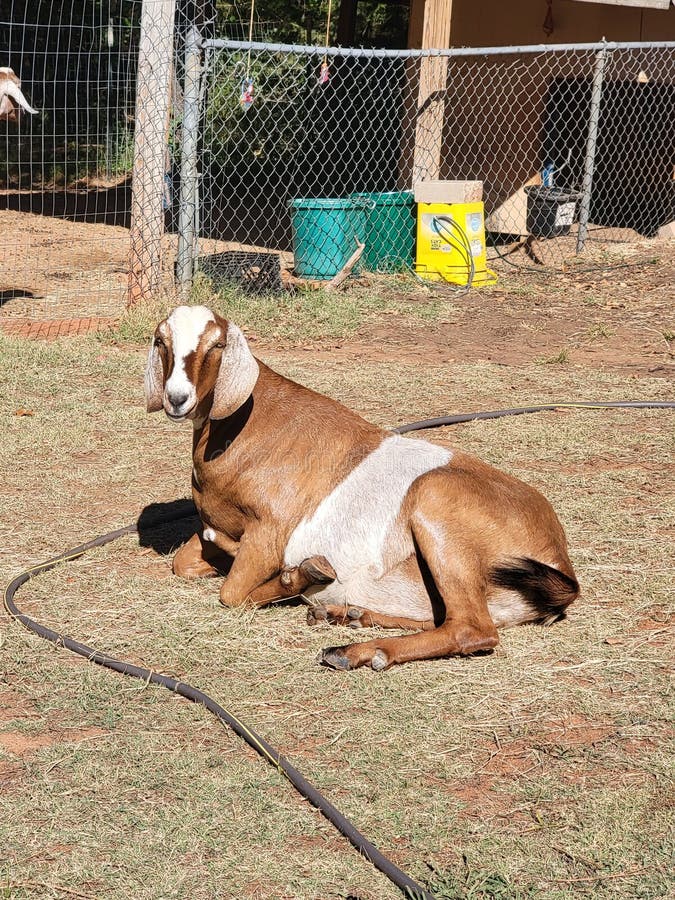 My goats all pose stock image. Image of animals, pose - 261819765
