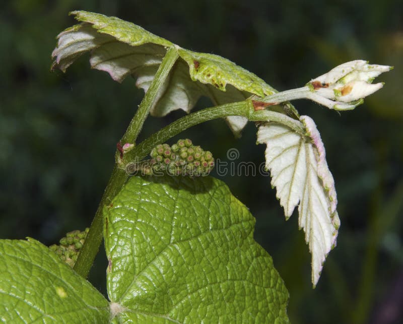 My grape stock image. Image of nice, rain, black, serbia - 74997461