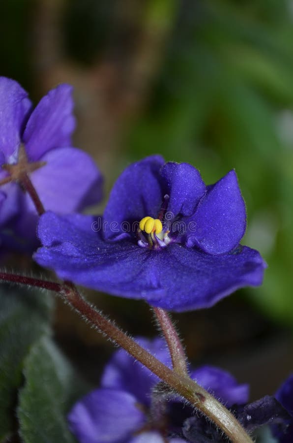 My Great Blue Flower Shines Stock Photo - Image of bloom, number: 45439094