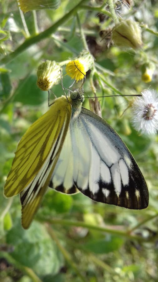 A butterfly stock photo. Image of gurden, butterfly - 101841566