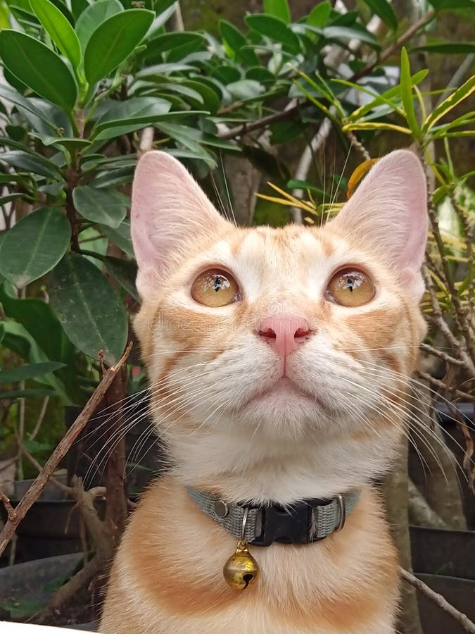 Handsome local cat stock photo. Image of orange, handsome - 287661706