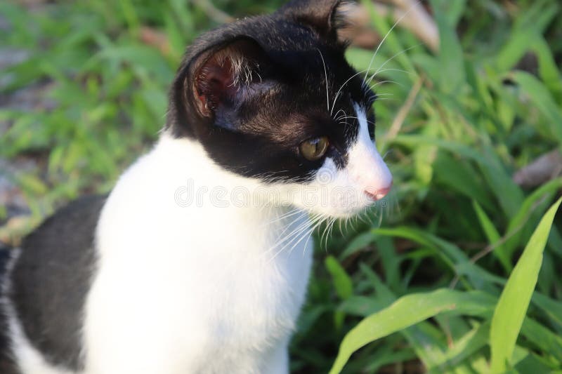 My handsome cat stock photo. Image of cute, naughty - 384703146