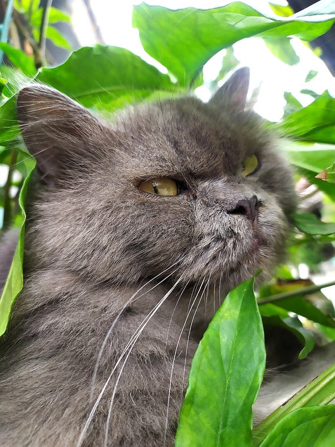 My Handsome Cat Playing Pick a Boo Stock Image - Image of playing ...