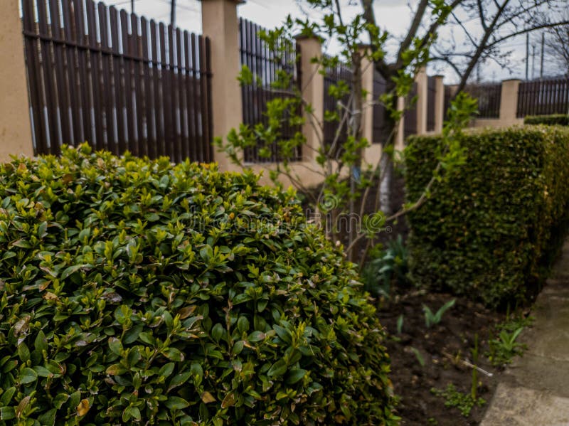 My hedge in spring time. stock image. Image of green - 176454363
