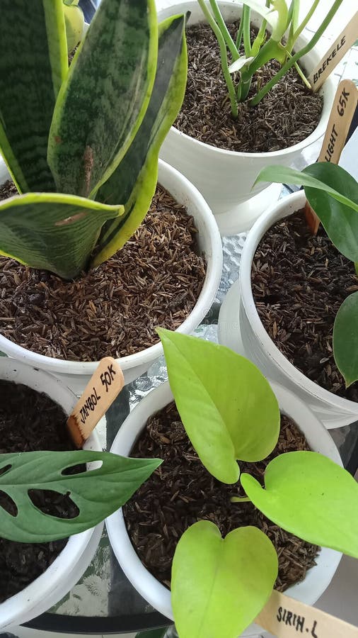 My Hobbies Green Leaves at the Pots Stock Image - Image of crop, plant ...