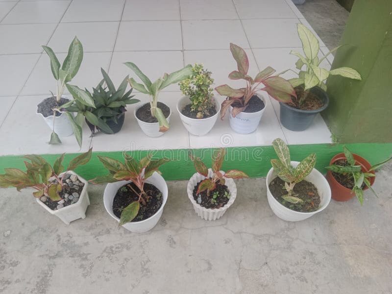 My Hobby is Planting the Flowers Stock Image - Image of vegetable ...