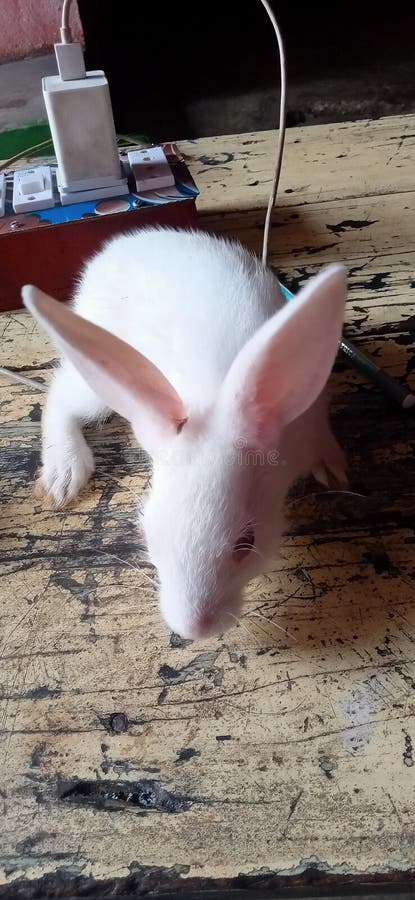 My home rabit stock photo. Image of home, white, rabit - 200718846