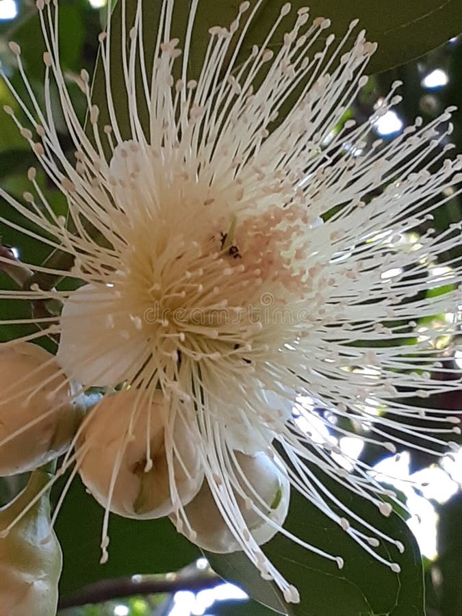 A Sri Lankan Olu Flower Bloomed at Night in Garden Pond Stock Image ...