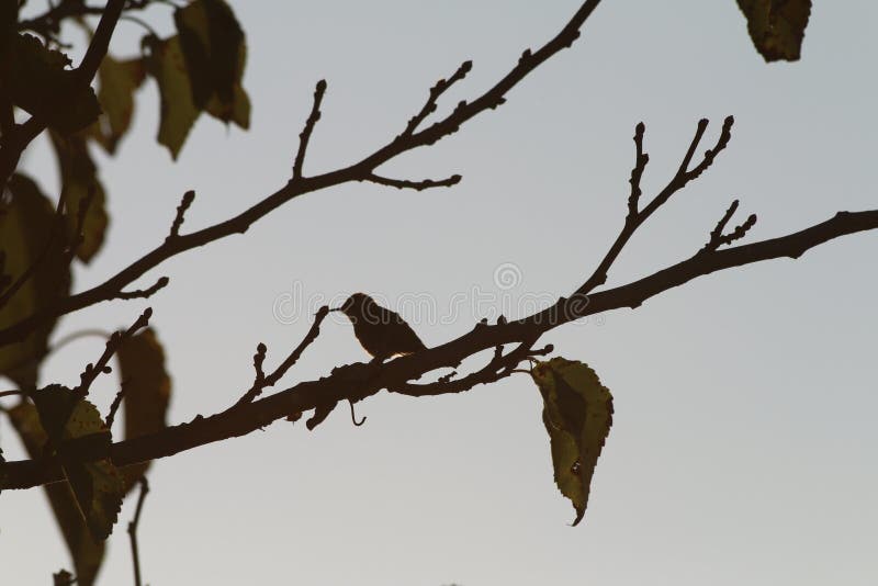 My humming bird stock image. Image of wildlife, winter - 230648821