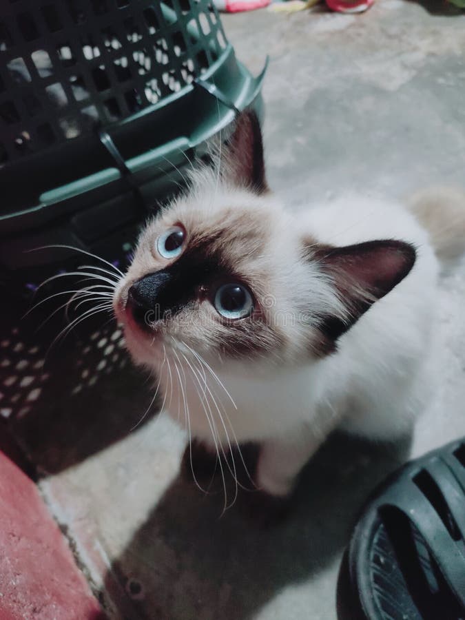 My Yuki-kun the cat. stock photo. Image of hunny, yuki - 165062616