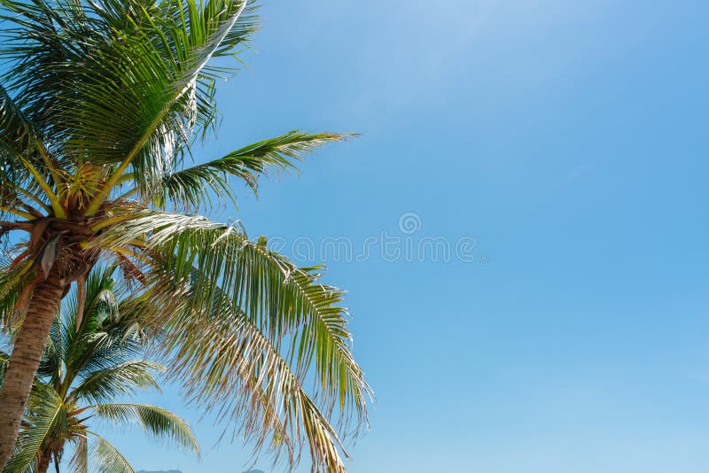 My Khe Beach Palm Tree in Da Nang, Vietnam Stock Image - Image of relax ...