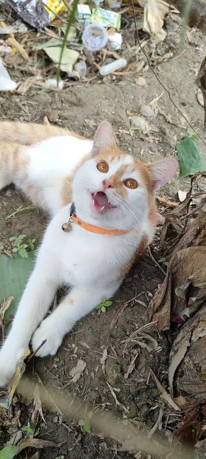 My kitten ready to eat stock image. Image of carnivore - 234778953