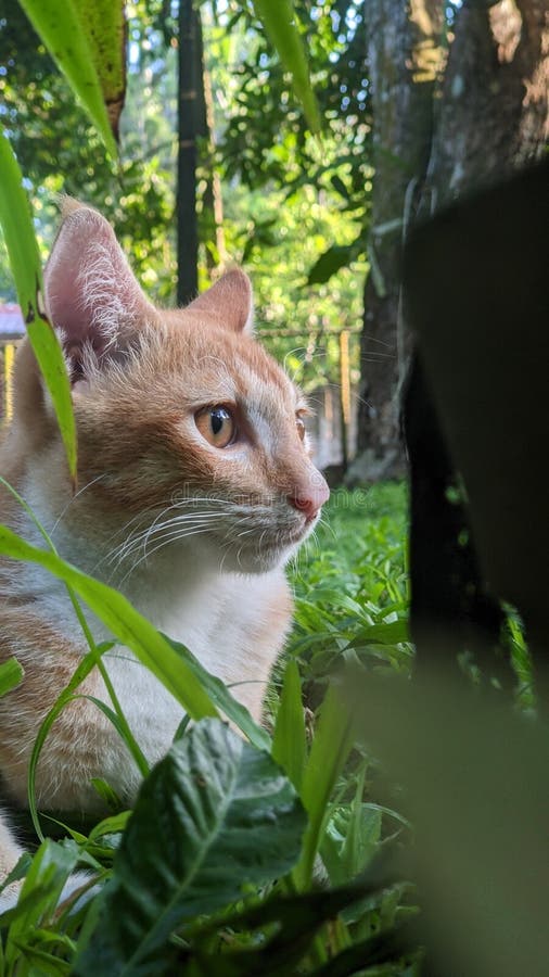 My Kitty is so cute ???? stock photo. Image of kitty - 344771736