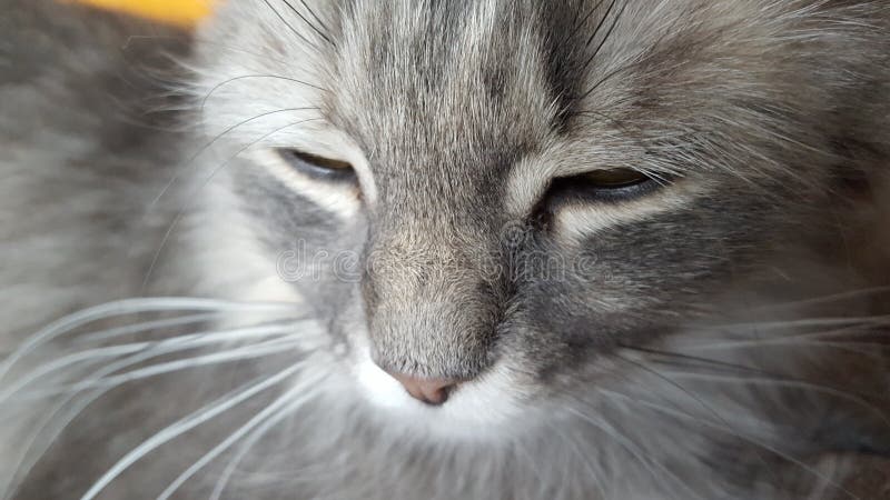 My kitty stock image. Image of nose, kitty, fluffy, face - 118700909