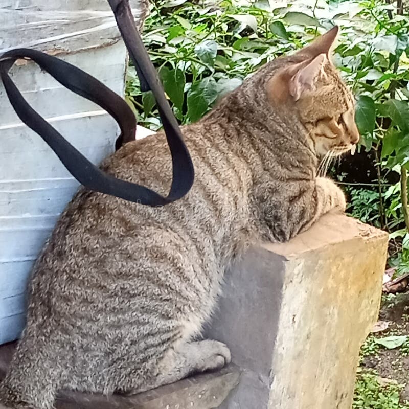 Mykitty Stock Photos - Free & Royalty-Free Stock Photos from Dreamstime