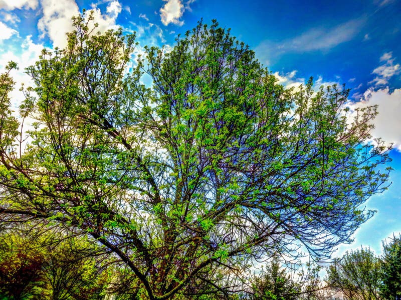 My leaves are back! stock image. Image of leaves, great - 70575435