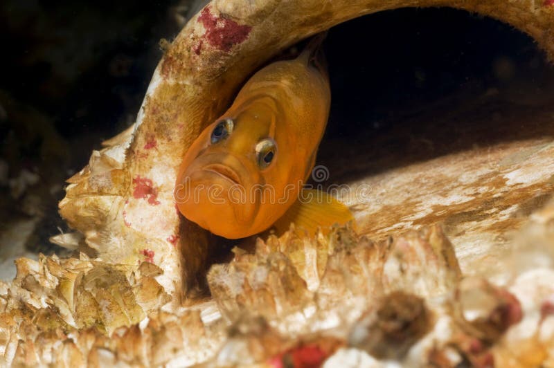 My Life in the Crapper stock image. Image of undersea - 11001107