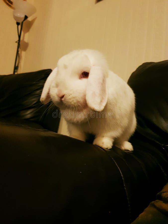 My lil Rabbit ðŸ˜Š stock image. Image of fluffy, cute - 173276767