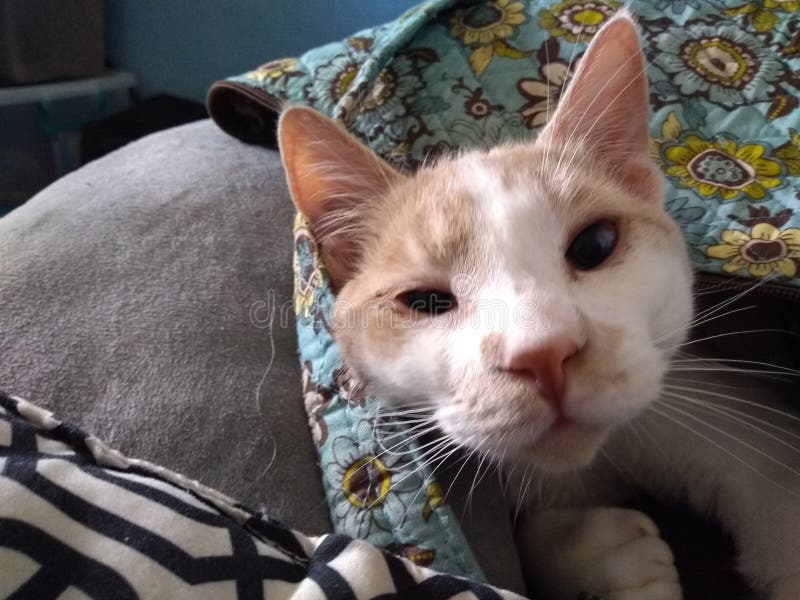 My Lilly at play 2 stock photo. Image of play, mammal - 197463444