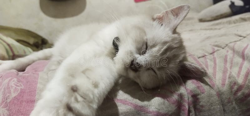 My litle cat stock photo. Image of mammal, carnivore - 261959020