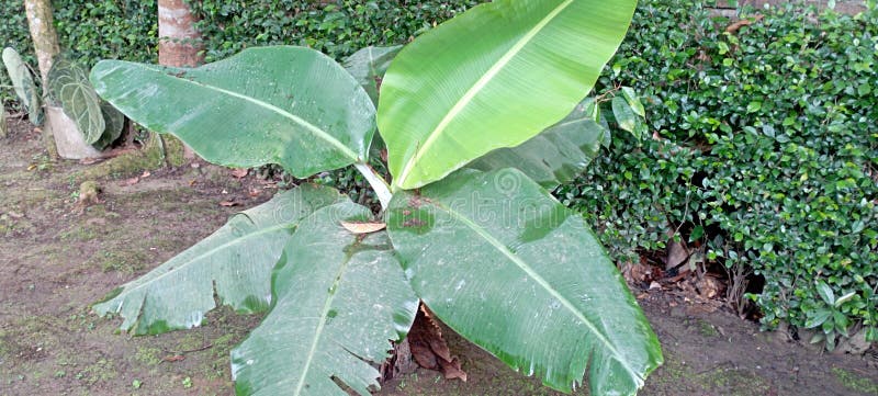 My Little Banana Tree, Hurry Up and Bear Fruit for Me Stock Photo ...