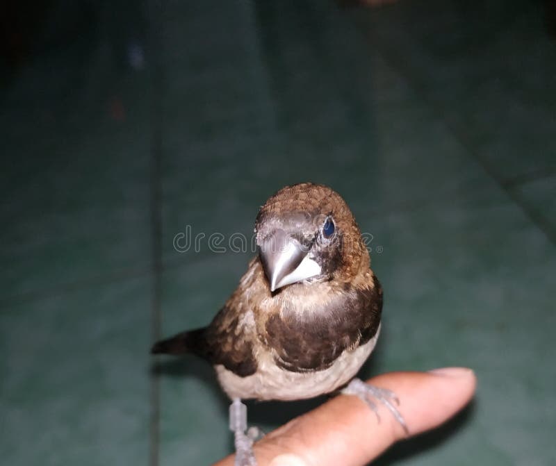My Little Bird is about To Learn To Fly Stock Image - Image of branch ...