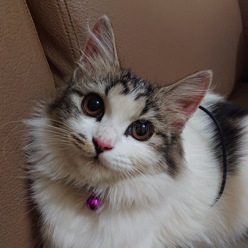 My Little Cat, Her Name is Cuan Stock Image - Image of years, little ...