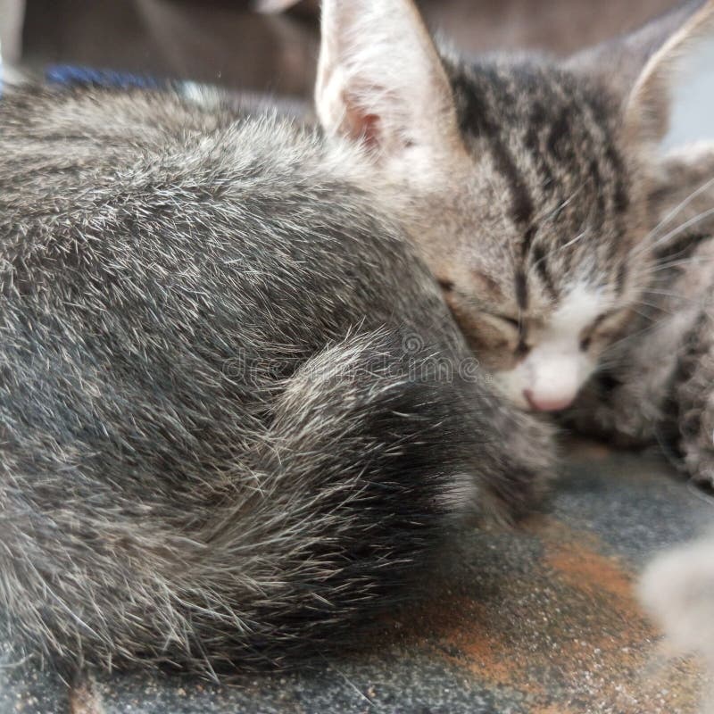 My little Cat so tired. stock photo. Image of cats, tired - 273429272