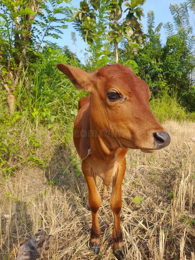 My Little cow stock image. Image of tree, mammal, squirrel - 269077933