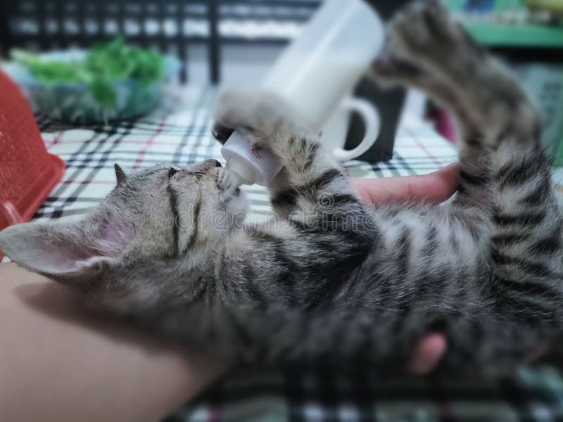 Onet my kitten stock image. Image of wildlife, kitten - 269074935