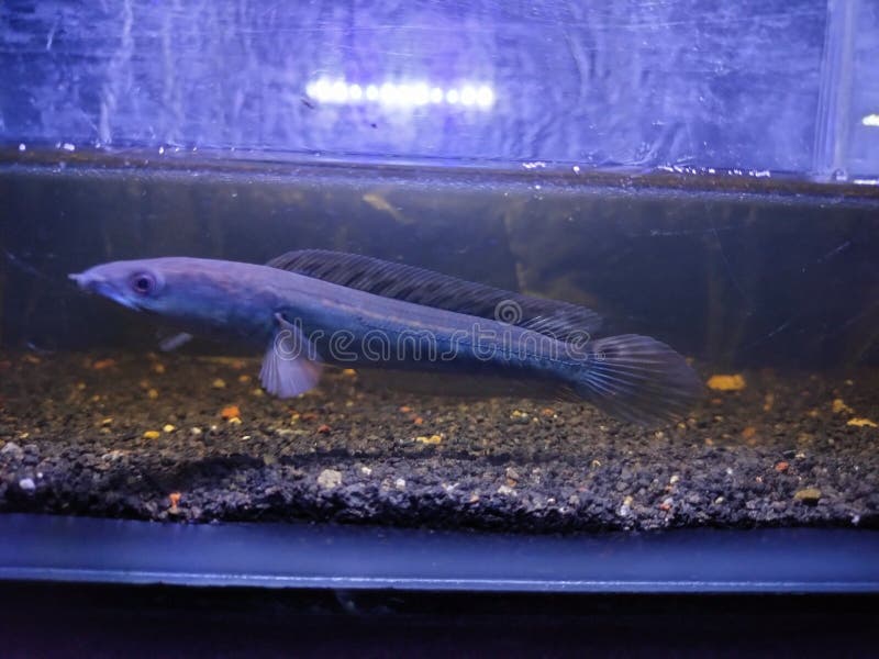 My Little Maru Has Grown Up in a Simple Tank Stock Image - Image of ...