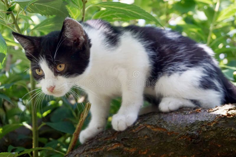 My little predator stock photo. Image of little, kitten - 139178306