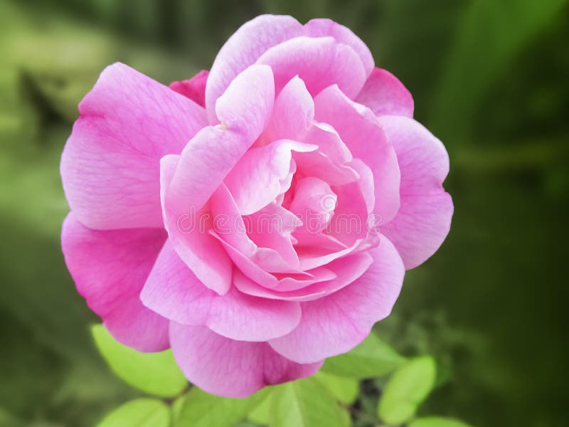 My little Rose stock image. Image of little, shot, flora - 81293467