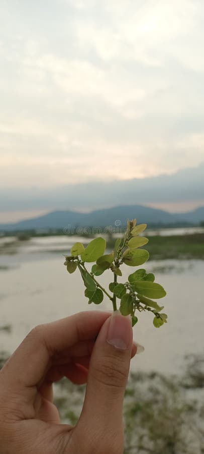 My little tree stock image. Image of sunlight, tree - 344856379