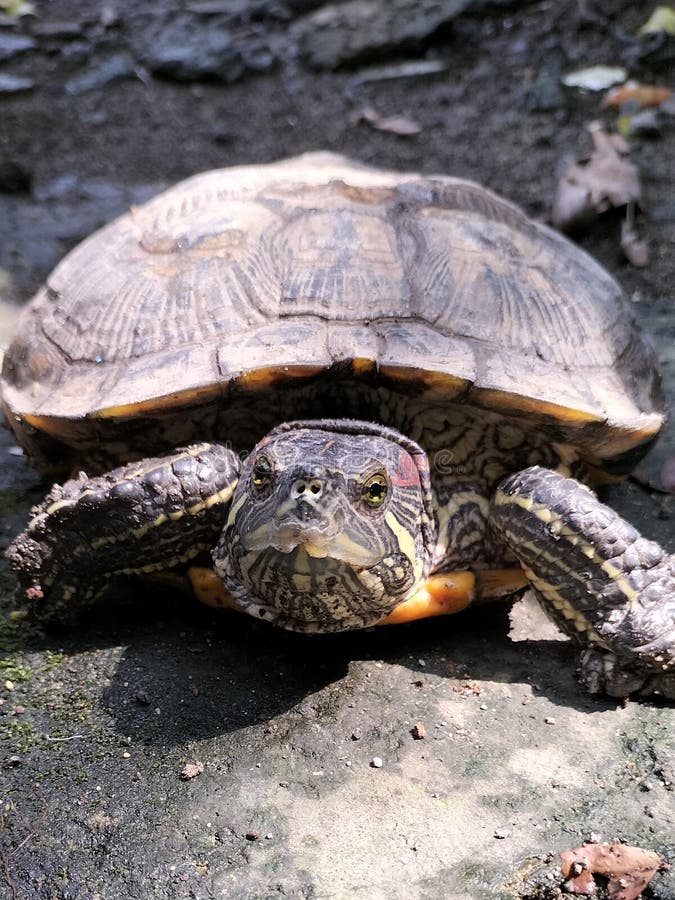 A My Little Turtle is Sunbathing in the Yard and is Very Cute Stock ...
