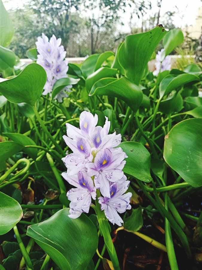 My little violet stock photo. Image of nature, violet - 200651420