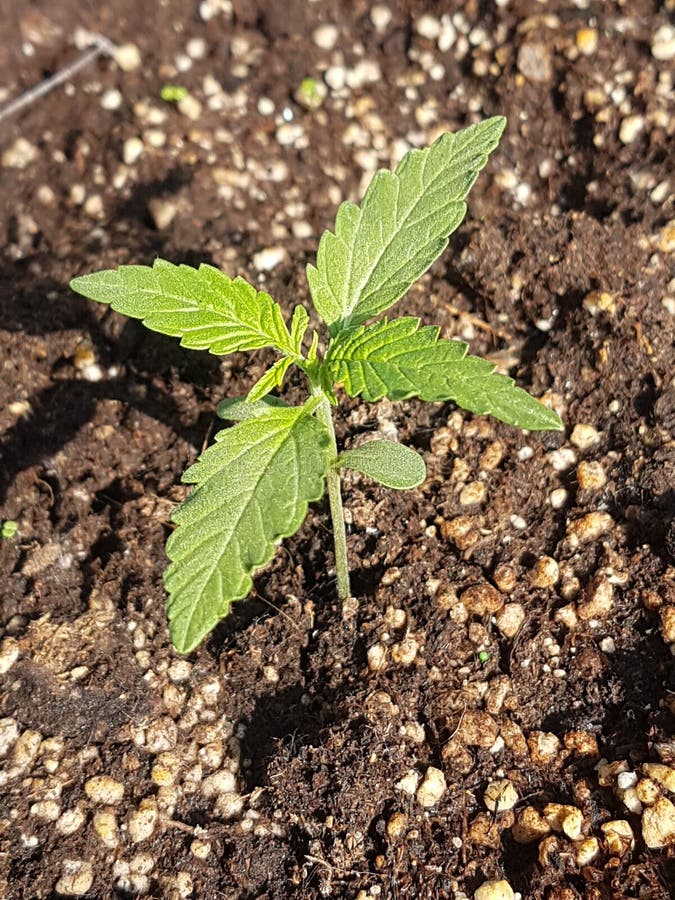 My Little weed stock photo. Image of plants, weed, canna - 146477976