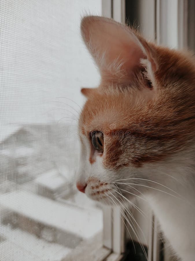 My little yellow cat stock image. Image of mammal, skin - 226225393