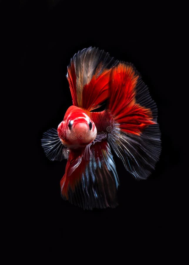 Long Tail Betta Fish Collections Stock Photos - Free & Royalty-Free ...