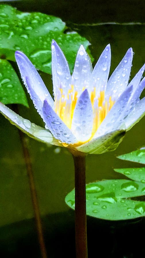 My lotus buddy stock image. Image of water, wildflower - 203695091