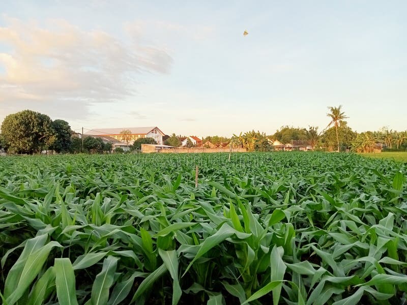 My Love Farming System Corn at the Field Stock Image - Image of love ...