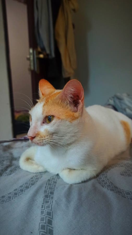 My lovely animal stock photo. Image of cute, white, animal - 224293962