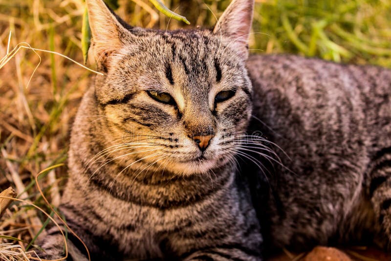 The Cat Rest Under the Shade Stock Photo - Image of cute, nature: 227337128